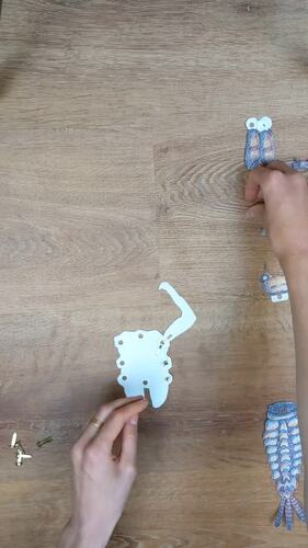 Mayfly Insect Anatomy Models! Build your own insects project by Wild ...