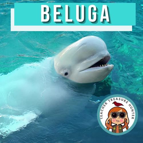 Ocean Animals Report BELUGA informational article reading and writing