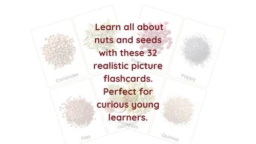 Nuts and Seeds Flashcards – 32 Realistic Picture Cards for Educational ...