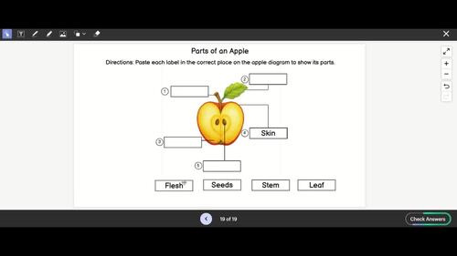 Apple Life Cycle Printable & Easel | Reading, Questions, Coloring, Cut ...