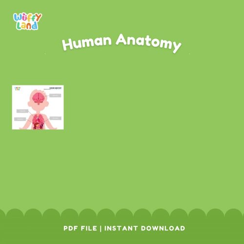 Human Anatomy, Human Body, Biolgy for Kids, Homeschool Montessori ...