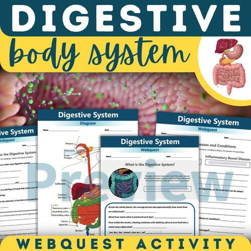 Digestive System Webquest Human Body Systems Activity Anatomy Health ...