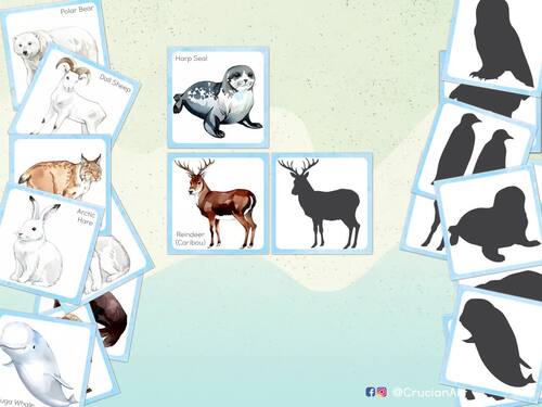Polar Animals Shadow & Object Match-Up: Visual Discrimination, Matching ...