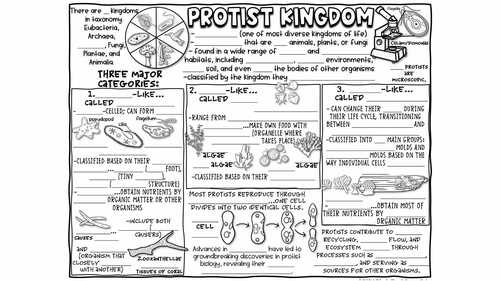 Protist Kingdom Doodle Notes & Quizzes (PDF and GF) + PowerPoint/Google ...