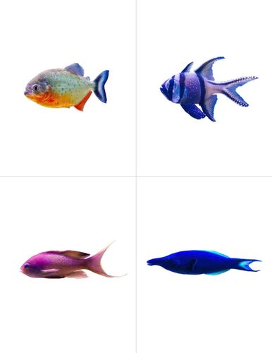 Tropical Fish Pattern Matching Cards Montessori Nature Study 24 Fish