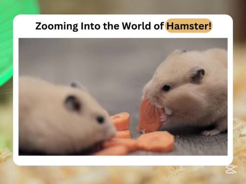 NO PREP All About Hamster Presentation, a Wild Animal Adventure 3rd-6th ...