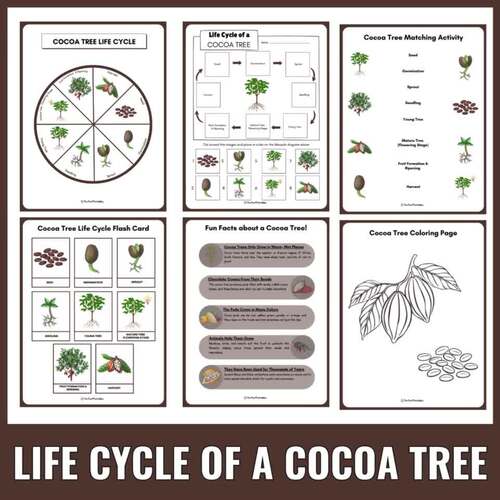 Life Cycle of a Cocoa Bean Tree: Cacao Plant science unit study fun facts!