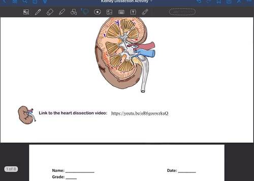 Virtual Anatomy Observation-Mammal Kidney Dissection Activity (with lab ...
