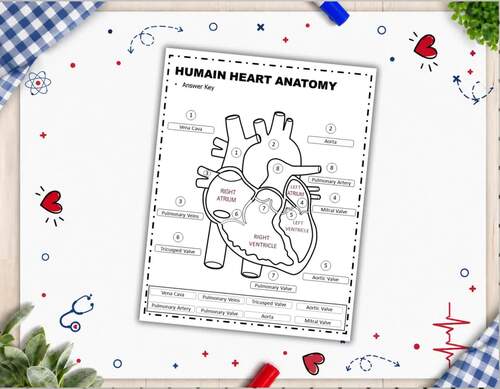 Human Heart Craft Activity | Build, Label & Learn Heart Anatomy for ...