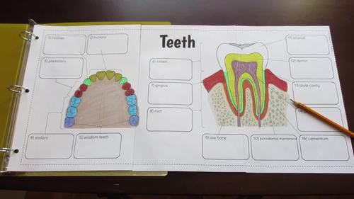 Teeth Foldable - Big Foldable for Interactive Notebooks or Binders
