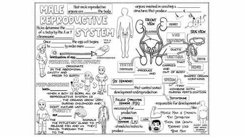 Male Reproductive System Doodle Notes & Quiz + PowerPoint | Human Body ...
