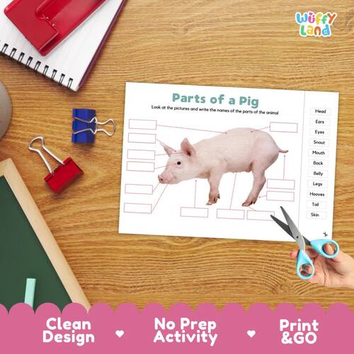 Parts of a Pig Anatomy Poster | Farm Animal Labeling Activity Biology ...