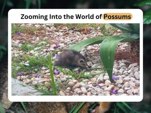 NO PREP All About Possums Presentation, Possum Animal Adventure 3rd-6th ...