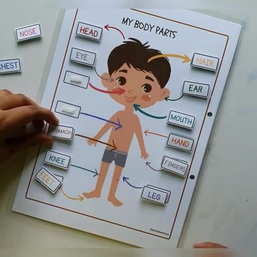 Busy binder activity,Body parts,homeschool curriculum,Preschool Worksheet