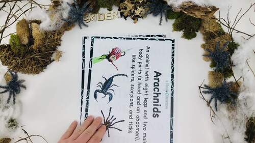 Spider Diversified Nonfiction Reading Lesson Clarifying Image Diagram ...