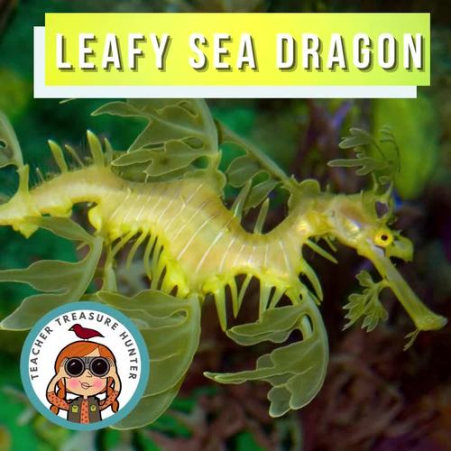 LEAFY SEA DRAGON Ocean Research and Reading Pages Writing Animal Reports