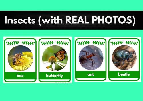 Insects (with REAL PHOTOS) Flashcards | Bulletin Board Ideas | TPT