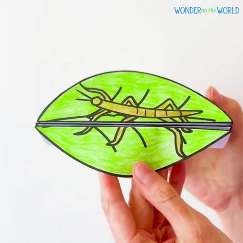 Life cycle and parts of a stick insect cut and paste science activities