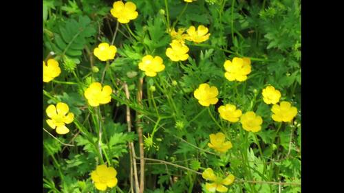 TAKE A VIRTUAL TOUR OF PLANTS ALONG A SHORE TRAIL by Art's Place