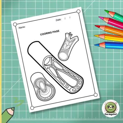 Blood Vessel Anatomy Labeling Worksheets | Artery, Vein, Capillary ...