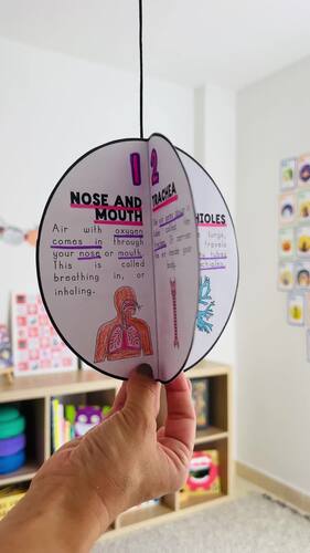 Respiratory System Diagram Craft Activity | Science Craftivity | Body ...