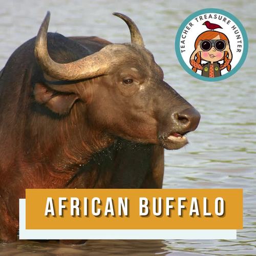 African Animals Research Information BUFFALO read and write about ...