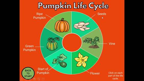 Pumpkin Life Cycle Movement Game by Pink Oatmeal | TPT