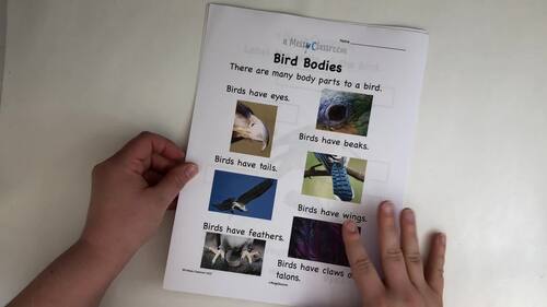 Bird Anatomy Thematic Unit Lesson Plan by A Messy Classroom | TPT