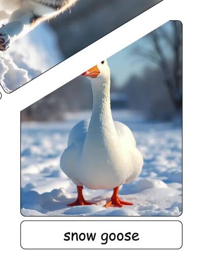 20 Realistic Arctic Animal Flashcards • Editable Montessori Printable ...