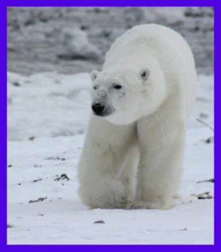 Early Childhood Montessori Arctic Animals 3-Part Cards | Nomenclature ...