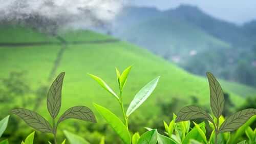 Cloud Tea Monkeys | Part 5 | Reading Comprehension | Grades 2 and 3