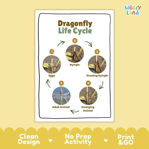 Dragonfly Life Cycle Chart & Cut and Paste Activity | Pond Insect Biology