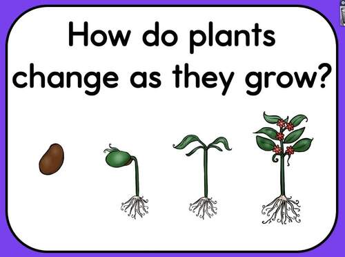 Wonders 1st Grade Unit 3 Week 2 Supplemental Resource - ActivInspire ...