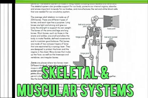Life Science Reading Comprehension Passages: Human Body Systems 5th-6th ...