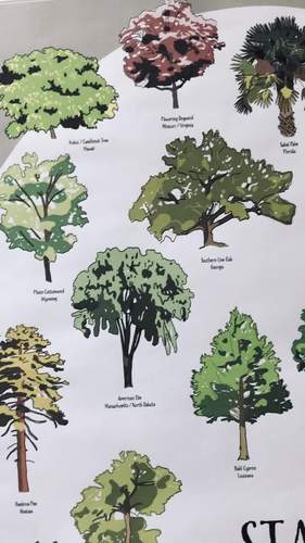 Classroom Decor | State Trees Poster by CT and Rara | TPT