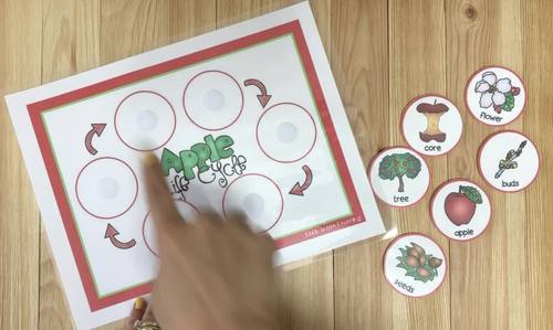 Apple Life Cycle Sequencing Activity Mat: An Apple's Life! | TpT