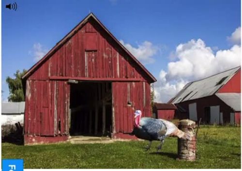 Errorless Learning | Boom Cards | Farm Animals | Matching | Autism ...