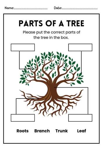 identify parts of the plant, flower plant and tree worksheet by TANDPSTUDIO