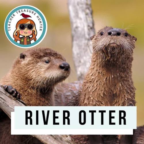 River otter animal research nonfiction passage for Pond Animals or wetland
