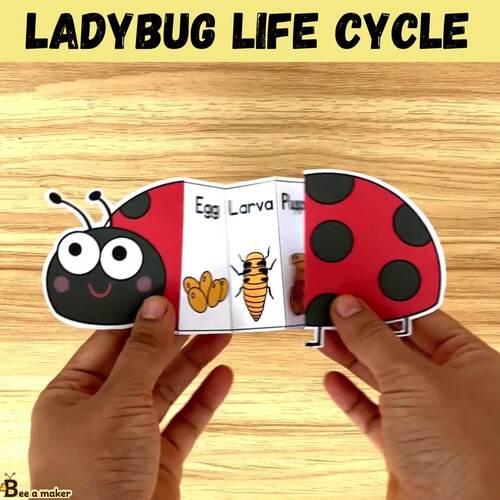 Ladybug life cycle foldable by Bee a maker | TPT