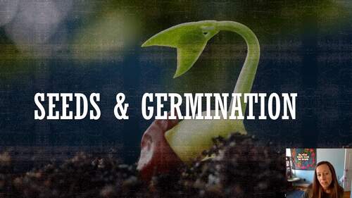 Seeds and Germination Lecture 2 PowerPoint by Quick Science Stuff