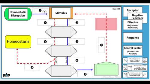 Homeostasis & Internal Feedback Mechanisms Graphic Organizer Game