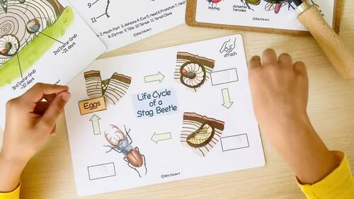 Beetles Unit Study Nature Learning Resources Charlotte Mason Life Cycle ...