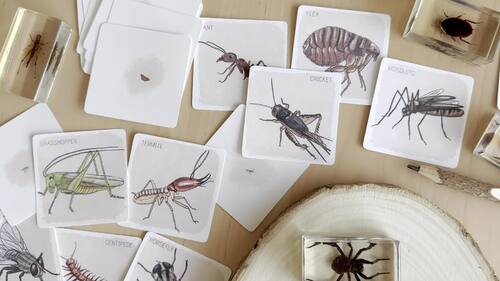 Insect Flash Cards Magnifying Glass Montessori Matching Activities