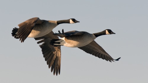 Animal Adaptation: Migration and Hibernation by eduvideoTPT | TpT