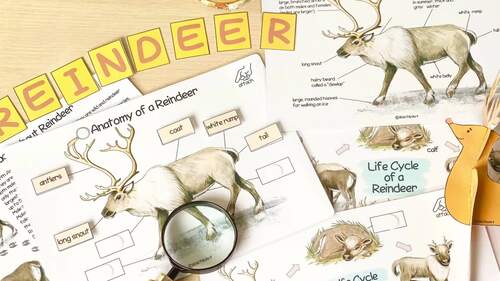 Reindeer Unit Study Winter Homeschool Unit Christmas Activities for Toddler