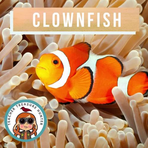 Clownfish Ocean Research and Reading Pages Writing Animal Reports