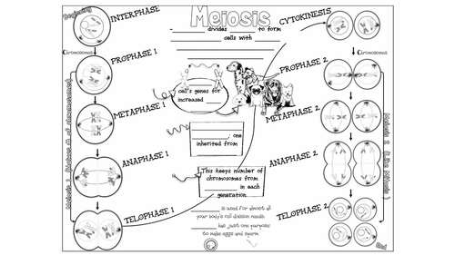 Meiosis Doodle Notes & Quiz | Cell Division, Genetics, Crossing Over NGSS