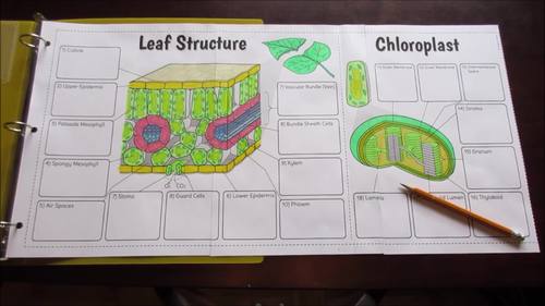 Leaf Structure & Chloroplast Foldable - Big Foldable for INBs or Binders