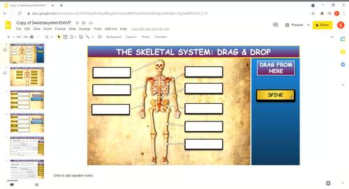 Parts Of The Skeletal System: Drag & Drop Worksheet: Google Slides ...